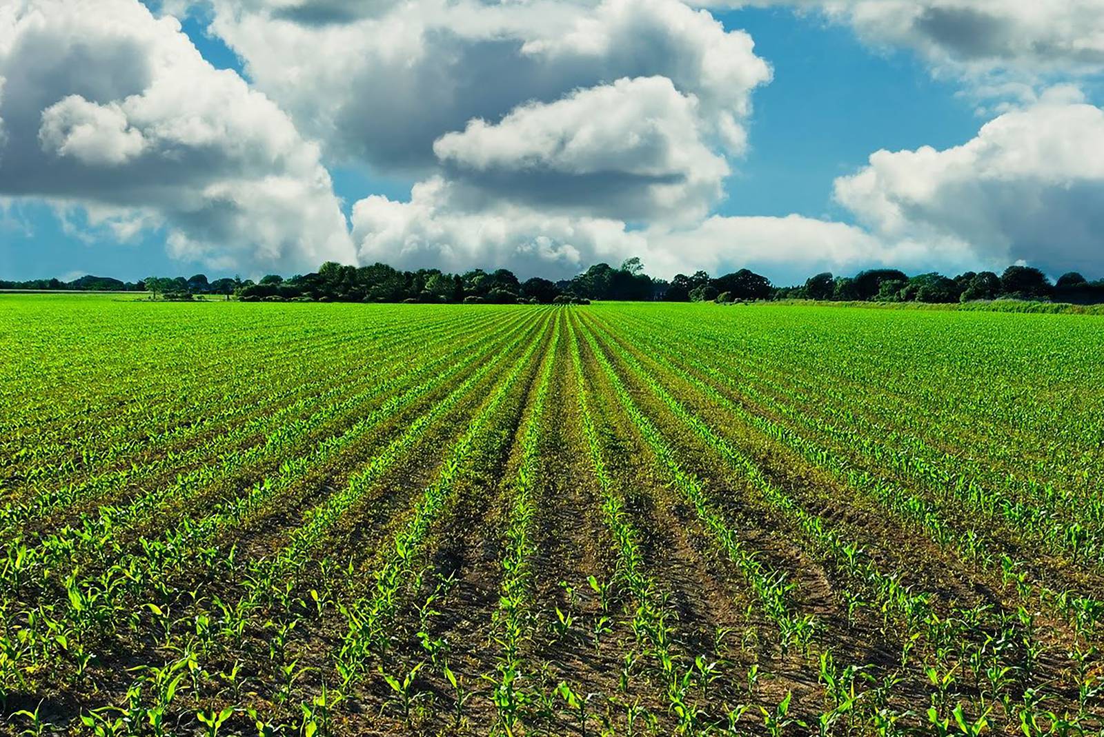 Much work remains to meet nutrient loss goals – AgriNews