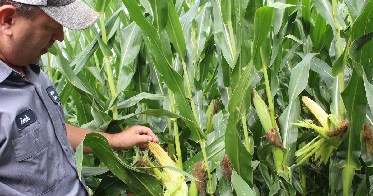 Record wheat yields; corn and soybean crops looking excellent – AgriNews