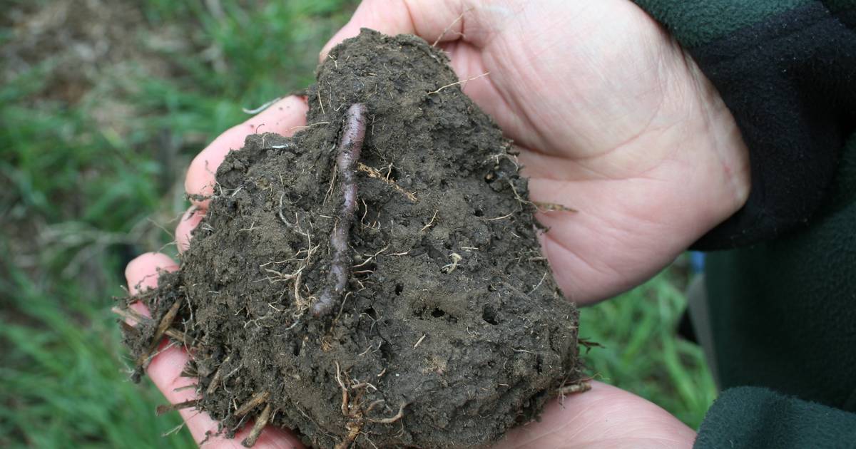 Soil Microbiology 101: 10 benefits of soil microorganisms – AgriNews