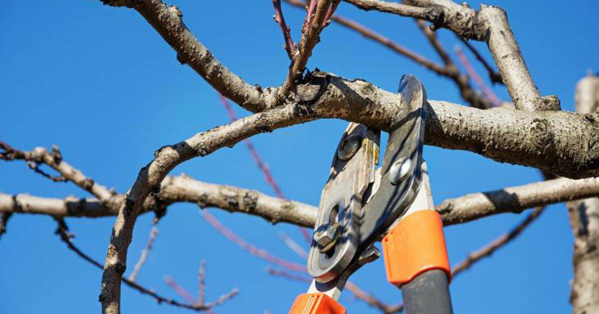 Calendar: Prune fruit trees to ensure top quality, high yields – AgriNews
