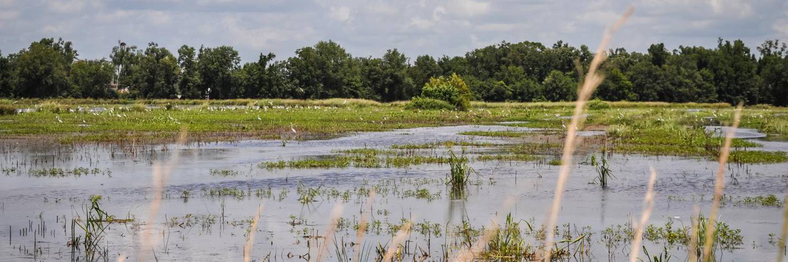 NRCS invests in partnership to restore wetlands in southern Indiana ...