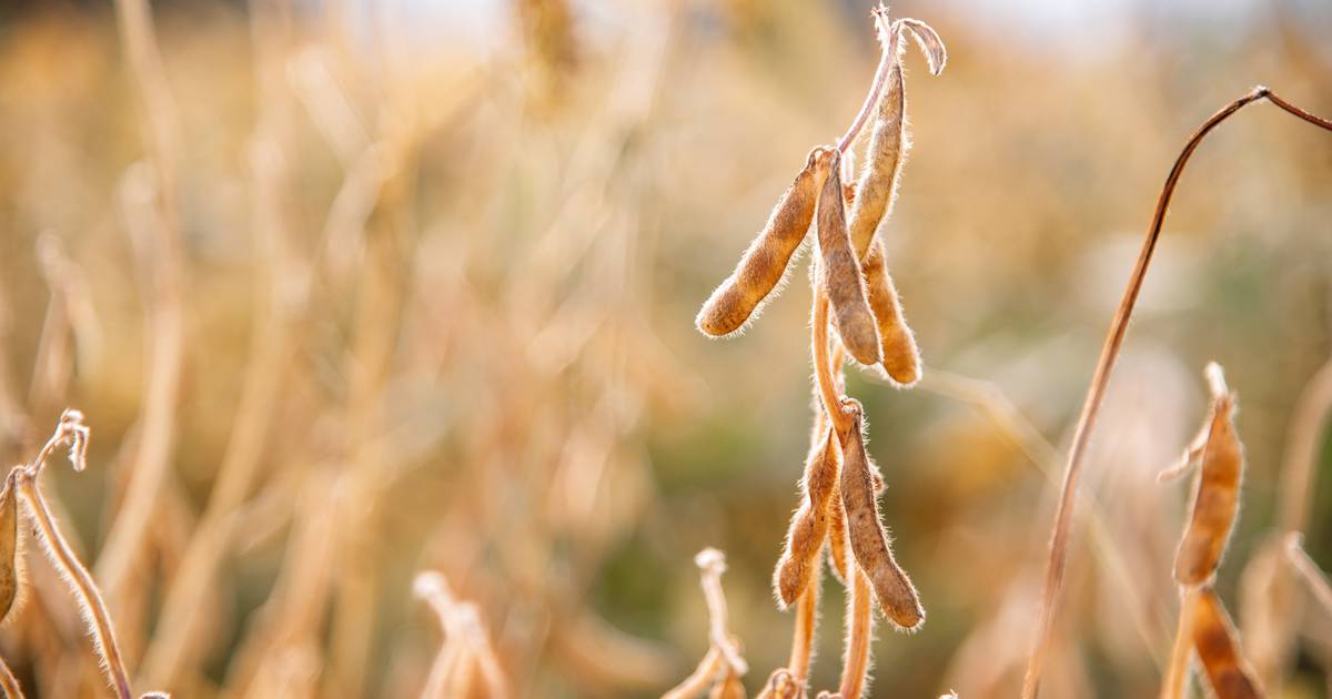 Drought relief brings unique happenings – AgriNews