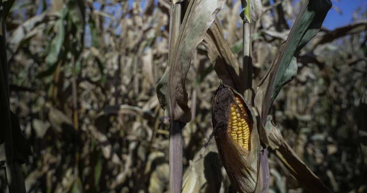 Year-over-year corn stocks higher – AgriNews