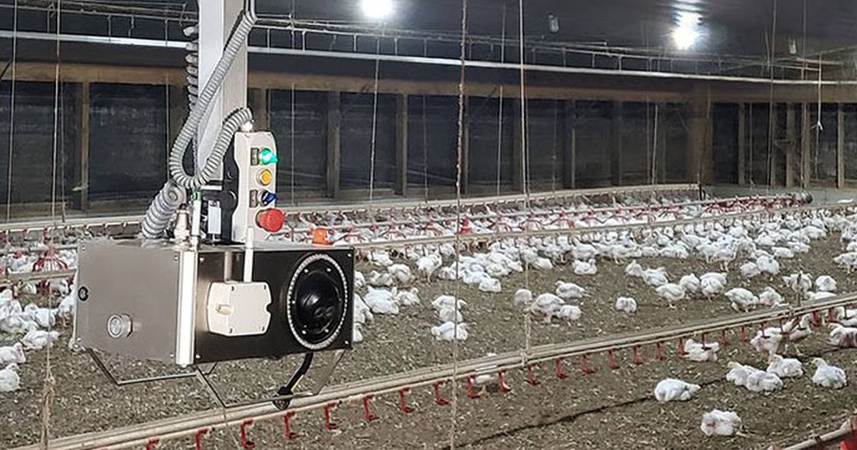 Cumberland introduces Scout robot to promote poultry health and ...