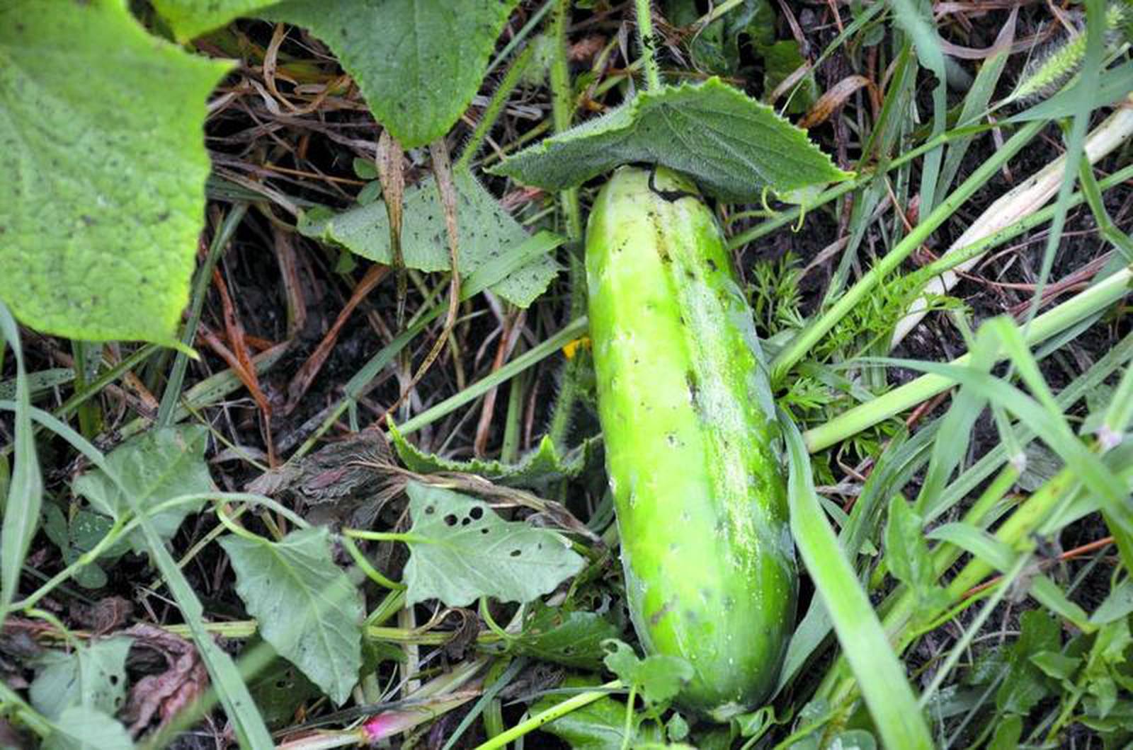 Crazy for cucurbits: Expert shares tips to harvesting tasty vegetables ...