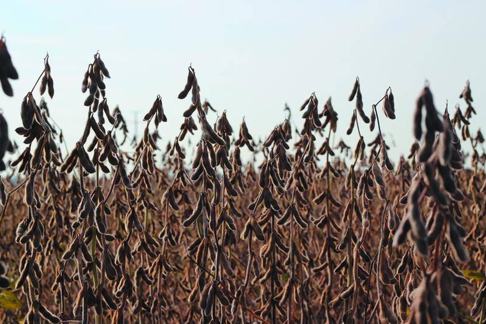 USSEC CEO sees new, emerging markets for U.S. soybeans – AgriNews