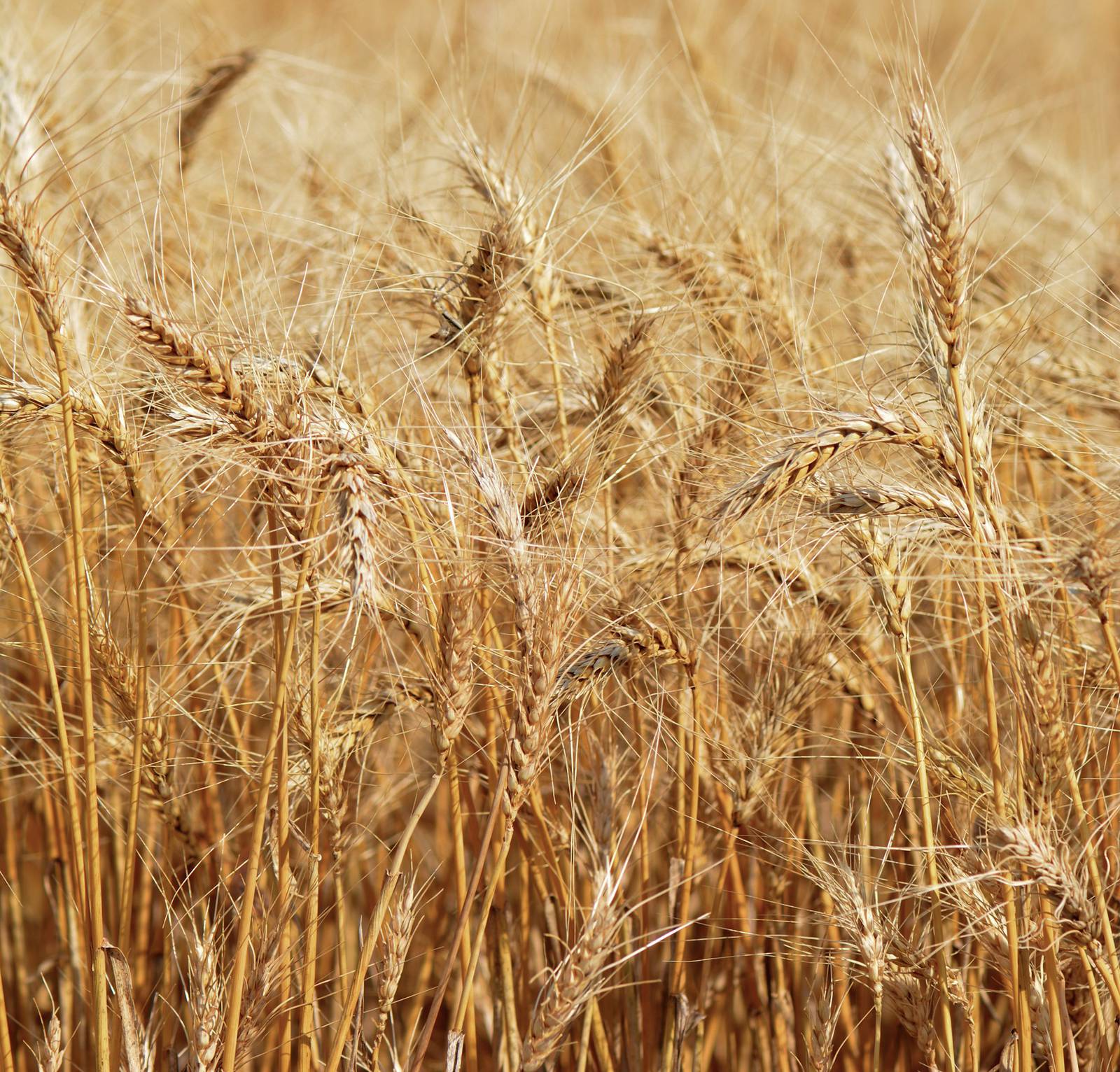Increase in winter wheat acres – AgriNews