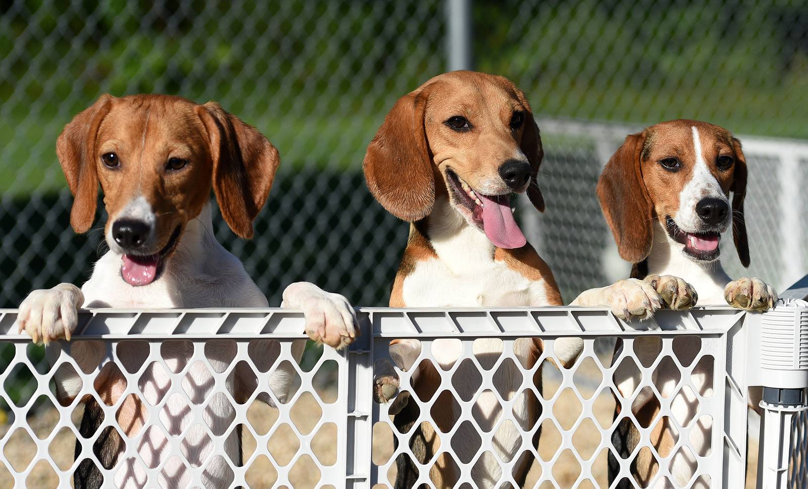 ‘They are starting over now’: Beagles bred for research meet foster ...