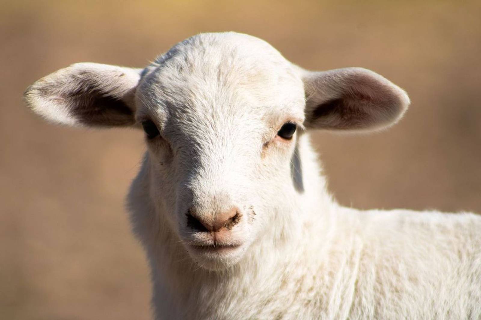 Take the chill out of early-season lambing, kidding – AgriNews