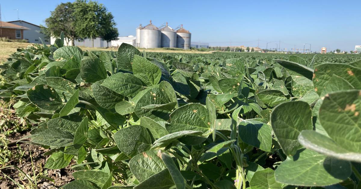 Indiana crop progress – AgriNews