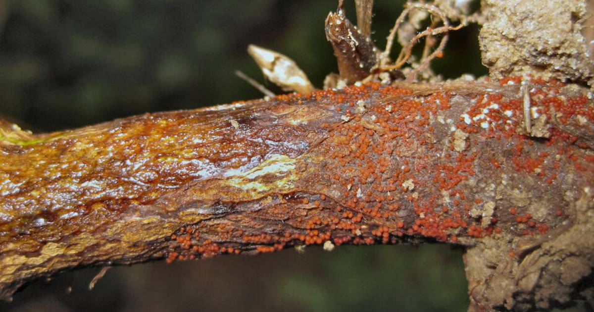 Early stages of red crown rot research – AgriNews