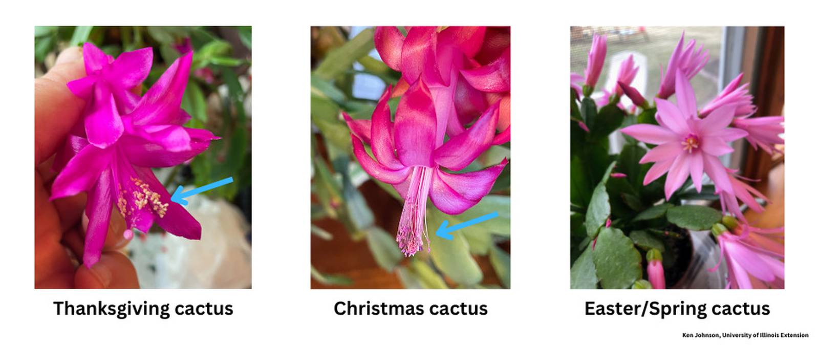 Extension Notebook: Identifying and caring for holiday cacti – AgriNews