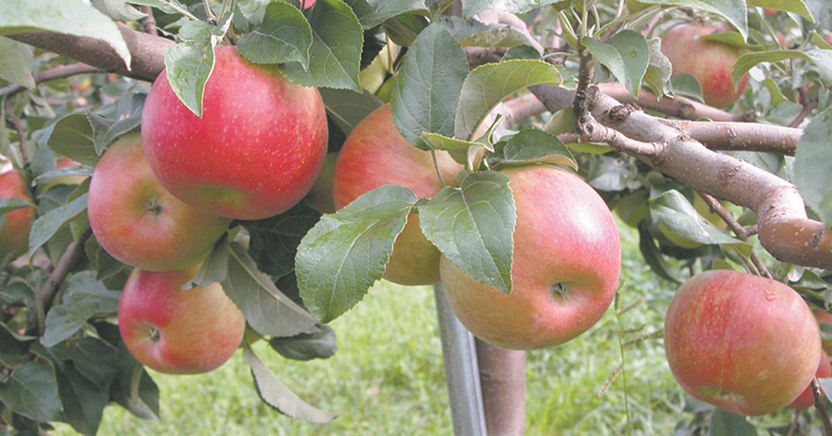 Calendar: Stateline Fruit and Vegetable Growers Conference – AgriNews