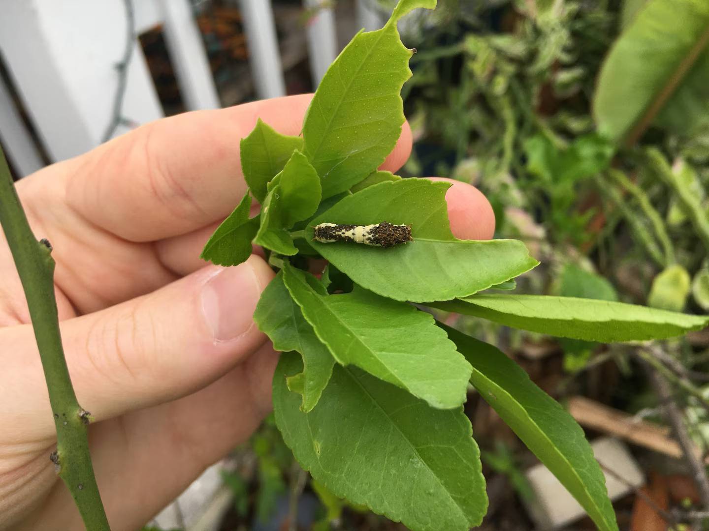 Invasive butterfly damages citrus trees, has reached Florida – AgriNews