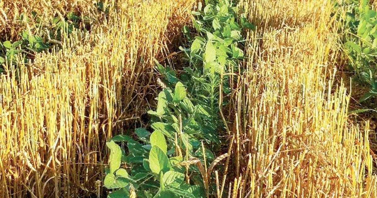 Trials focus on improving double-crop system – AgriNews