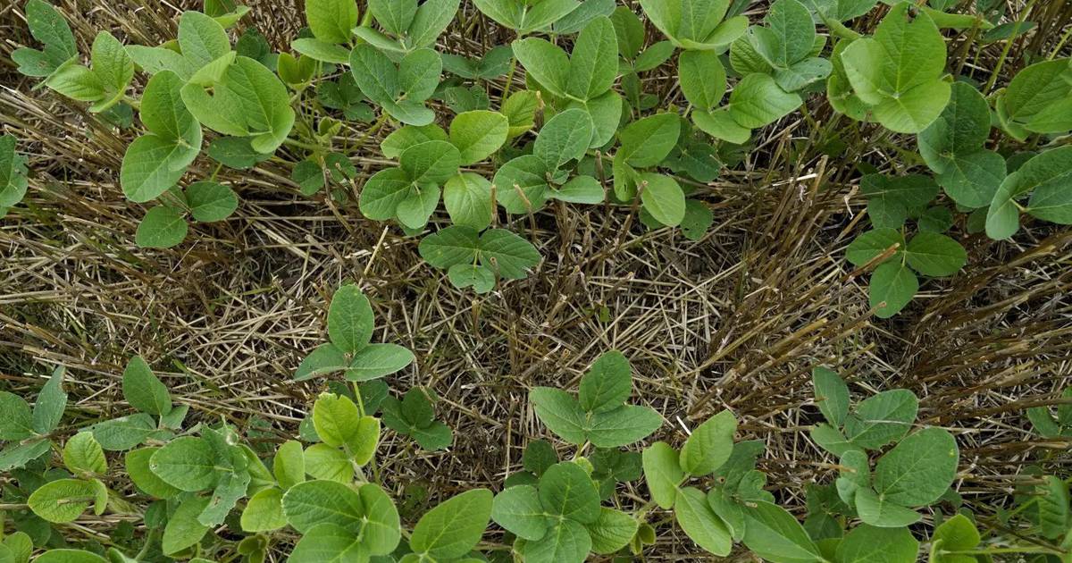 Record yields forecast in initial NASS survey – AgriNews