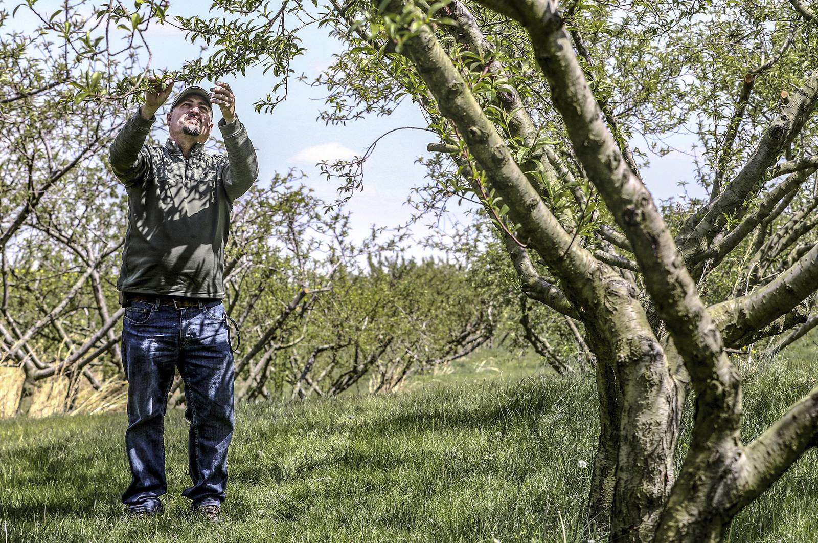 Kentucky orchards survive April cold snap – AgriNews