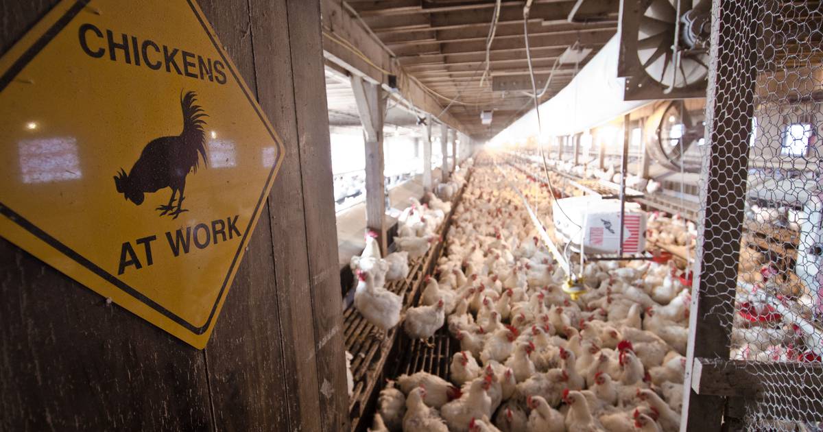 Defend the Flock: Biosecurity is key to preventing bird flu in poultry ...