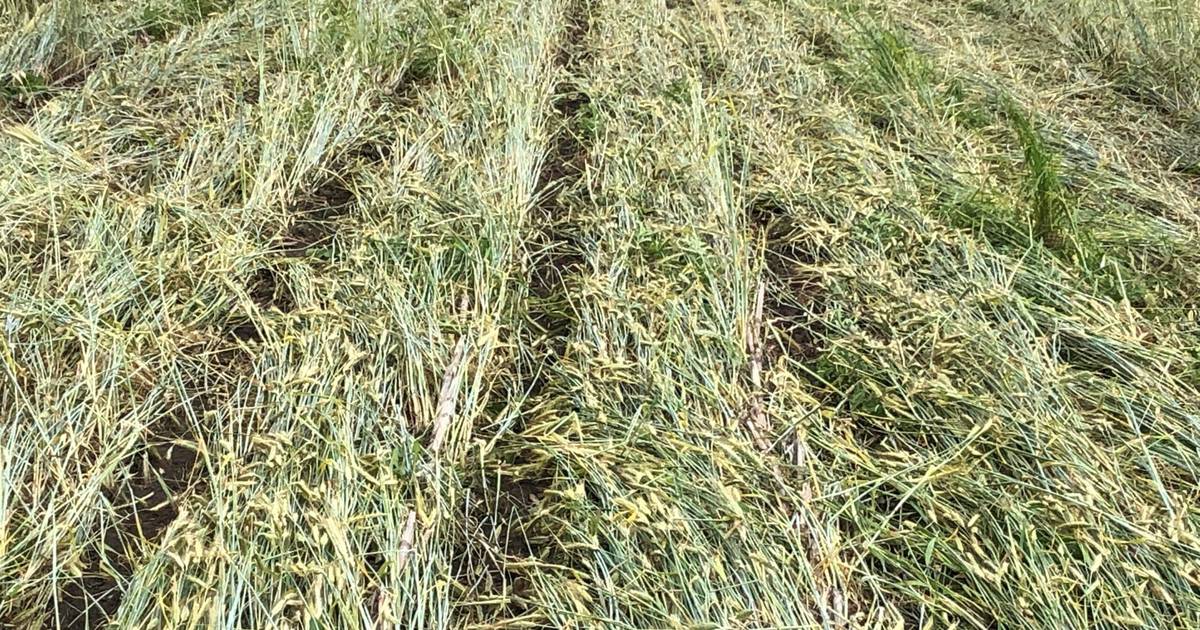 Don’t skip these four steps when planting into conservation systems ...