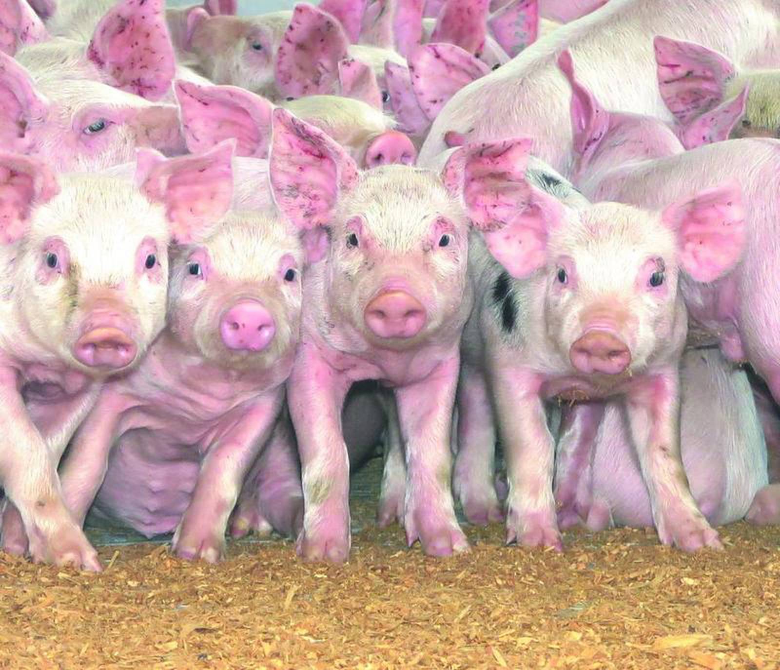 A Year in the Life of a Farmer: Shipment of piglets moved into nursery ...