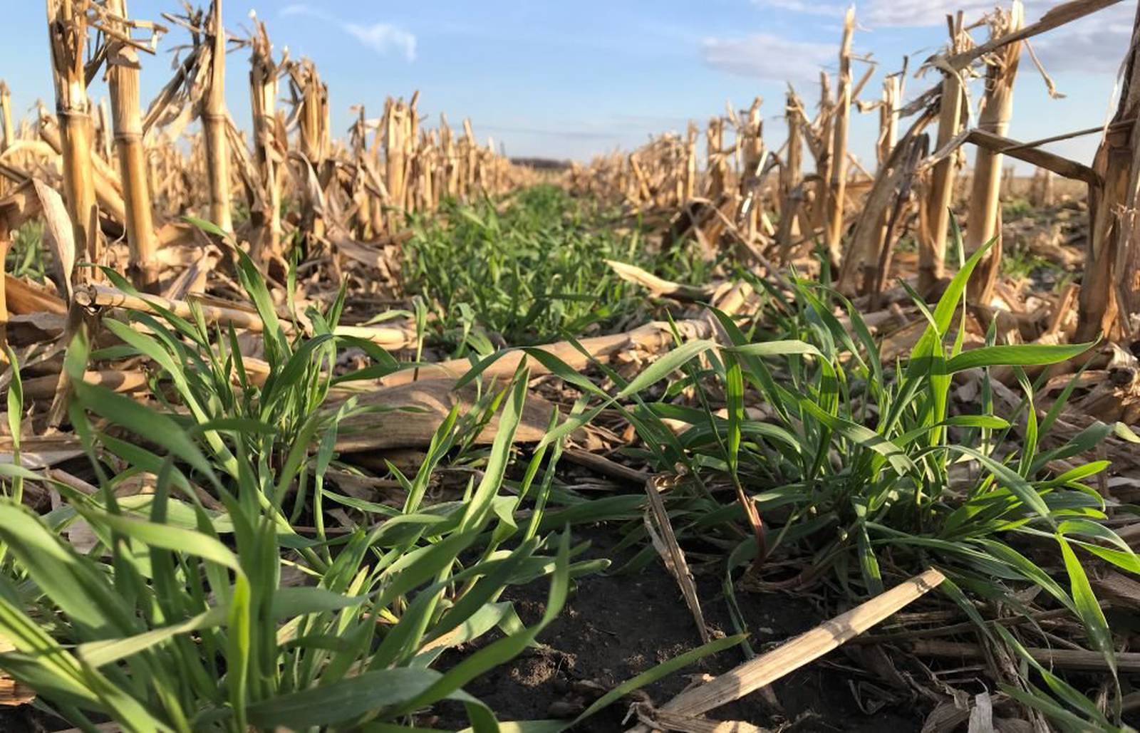 Diverse groups support cover crop program expansion – AgriNews