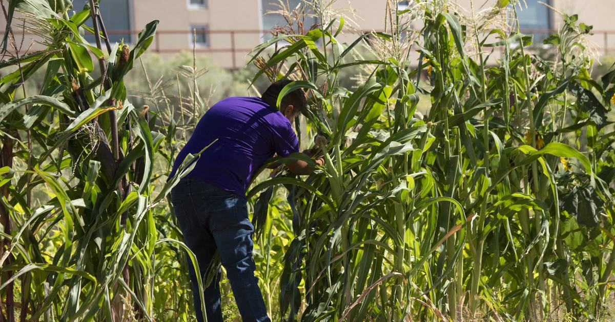 7 facts about indigenous agriculture – AgriNews