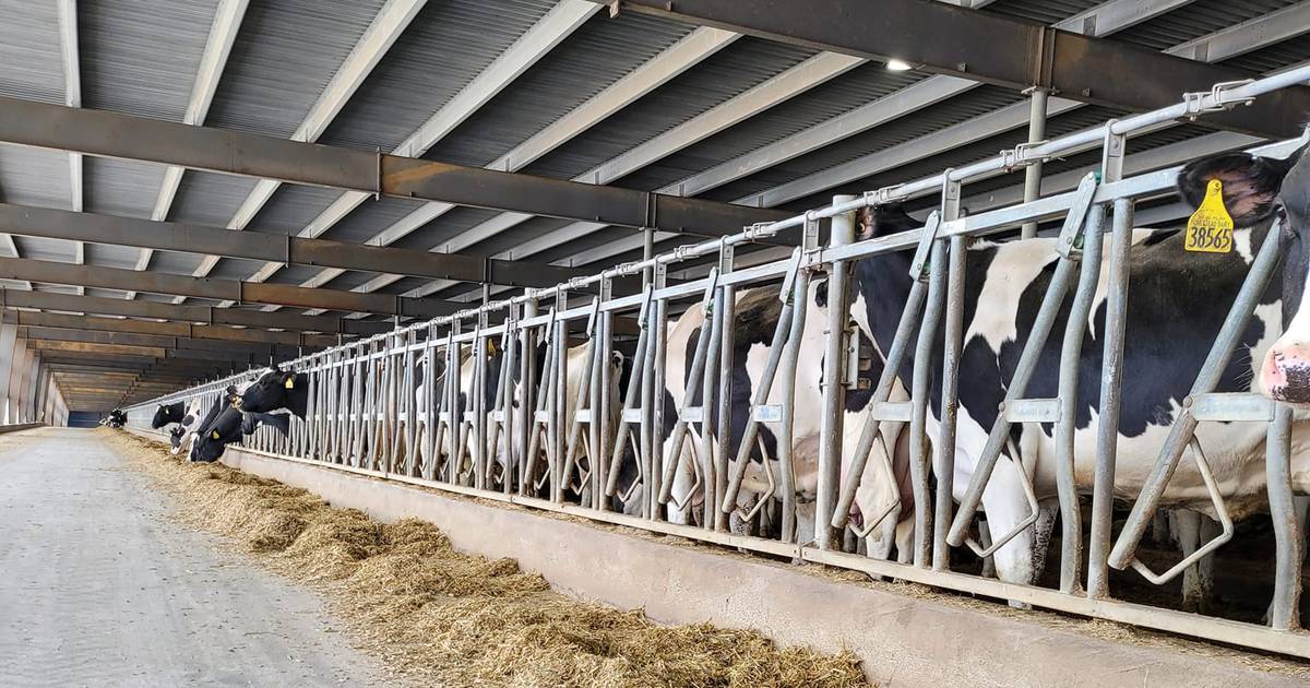 Homestead Dairy gives virtual tour – AgriNews