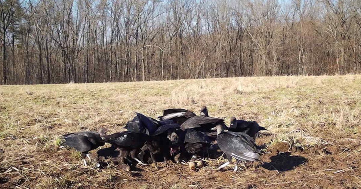 Reducing black vulture attacks on livestock – AgriNews