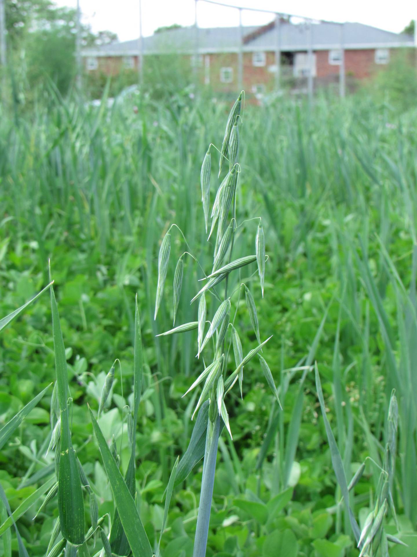 Frillman: Give soil a jump-start with cover crops – AgriNews