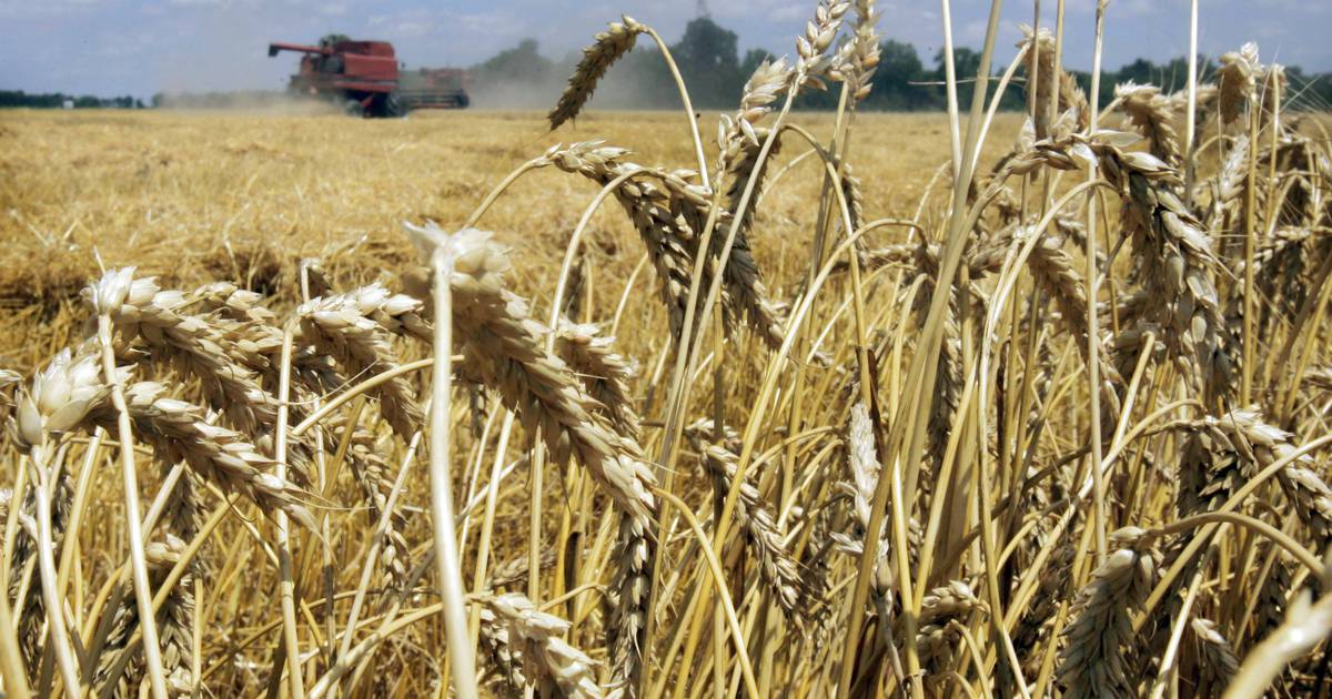 Wheat producers share 100-bushel tips – AgriNews