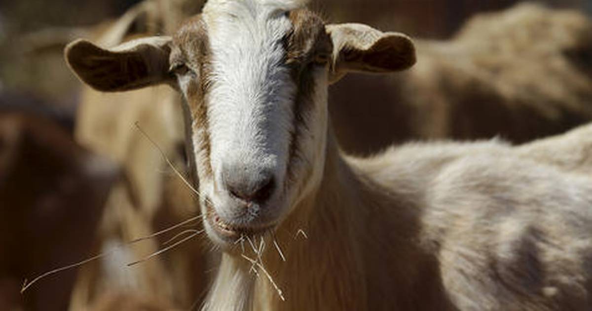 Calendar: Prescribed grazing using goats – AgriNews