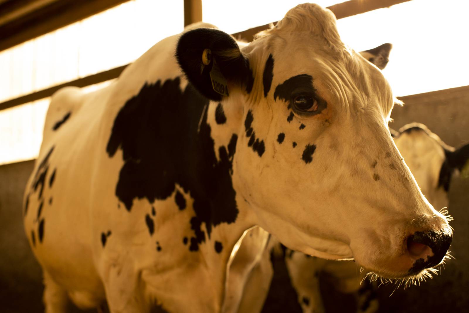 Knock down external parasites this fall to improve milk production ...