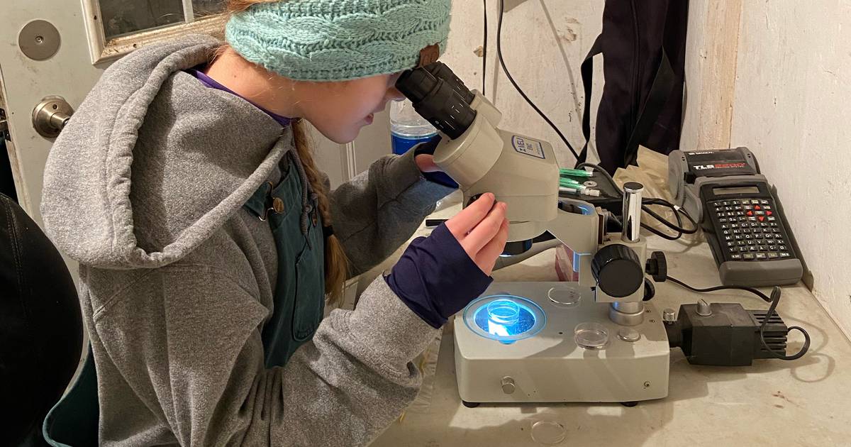 Cattle research project wins national award for FFA member – AgriNews