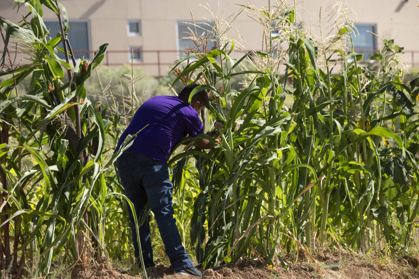 7 facts about indigenous agriculture – AgriNews