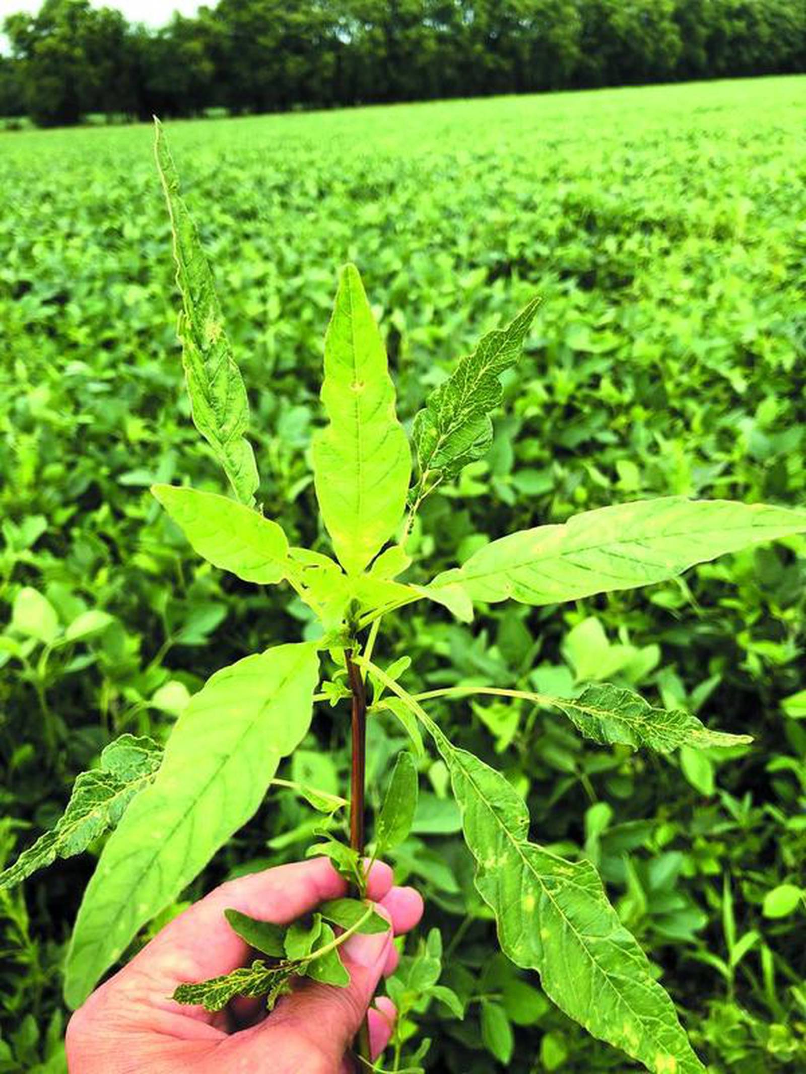 Are you winning the war with waterhemp? – AgriNews