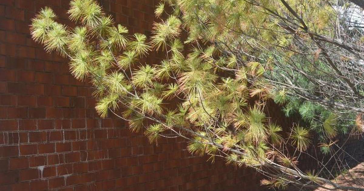 Signs of white pine decline: When to worry about needle drop – AgriNews