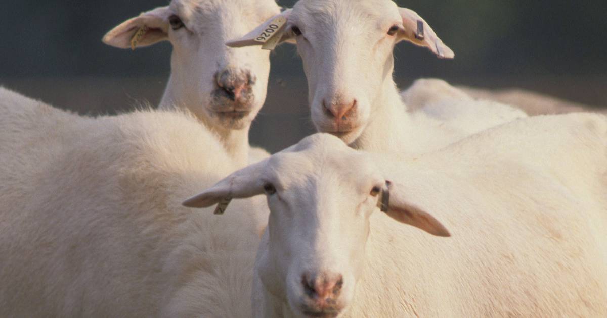 Check out sheep events at the State Fair – AgriNews
