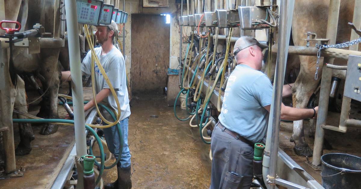 Milking system designed for efficiency – AgriNews