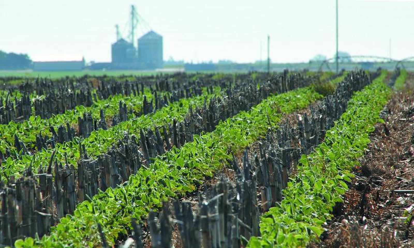 Soil health, fertility matters: Cover crops improve soil resiliency ...