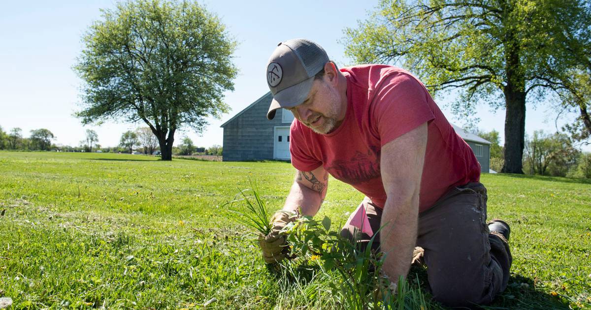 Dexter farm aims to be community resource for arts, gardens – AgriNews