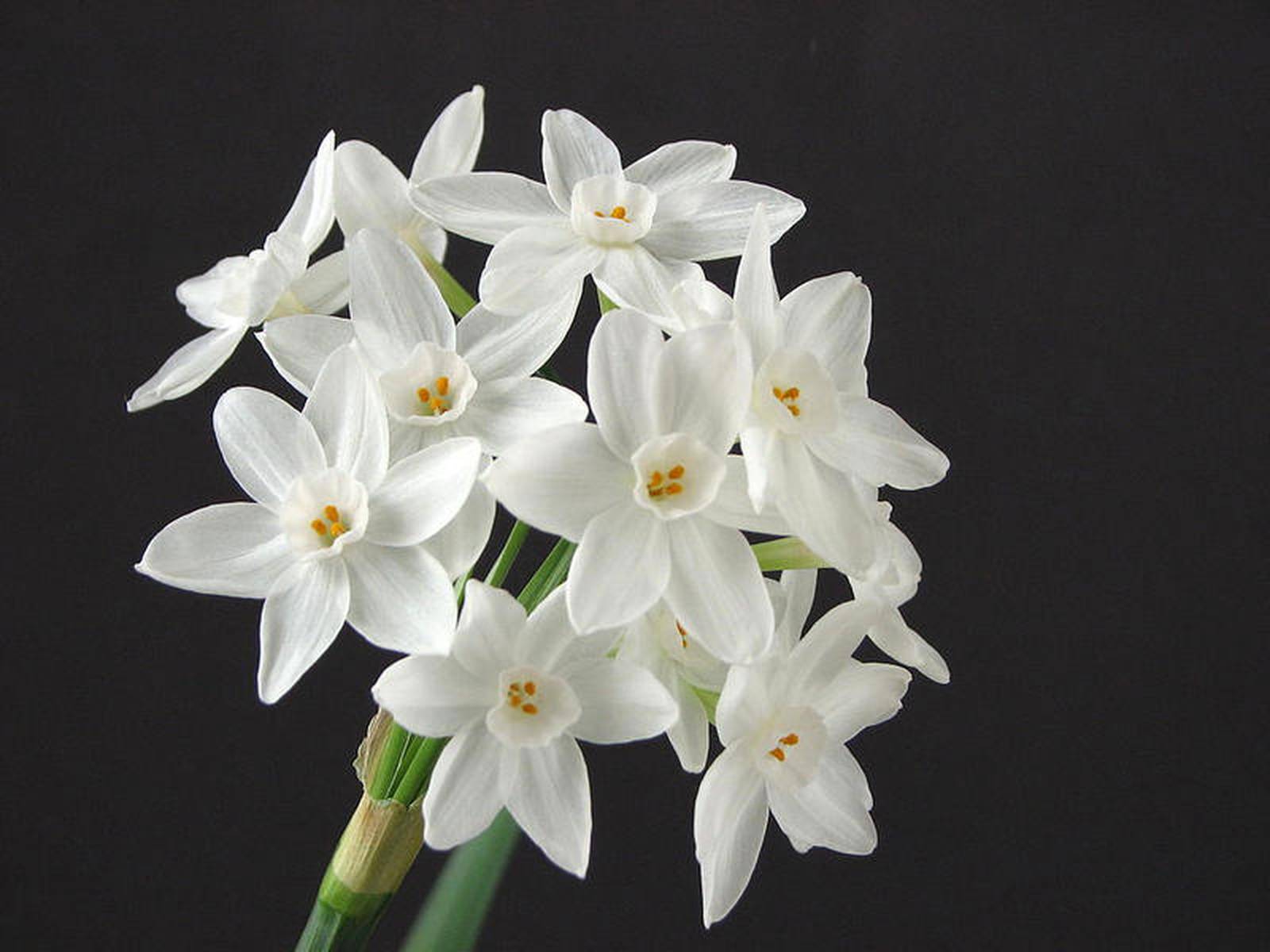 Bringing winter blooms to your home: How to grow and care for ...