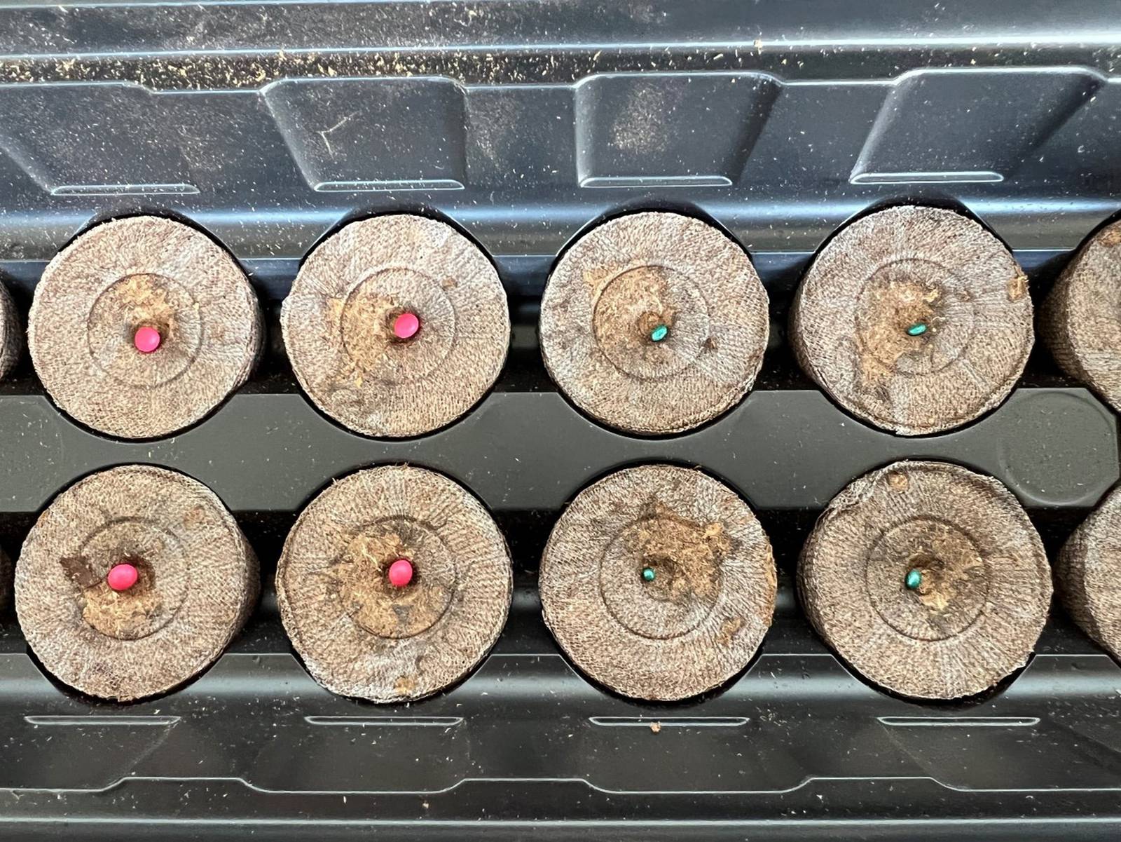 Pelleted seed gives gardeners a sown-in advantage – AgriNews