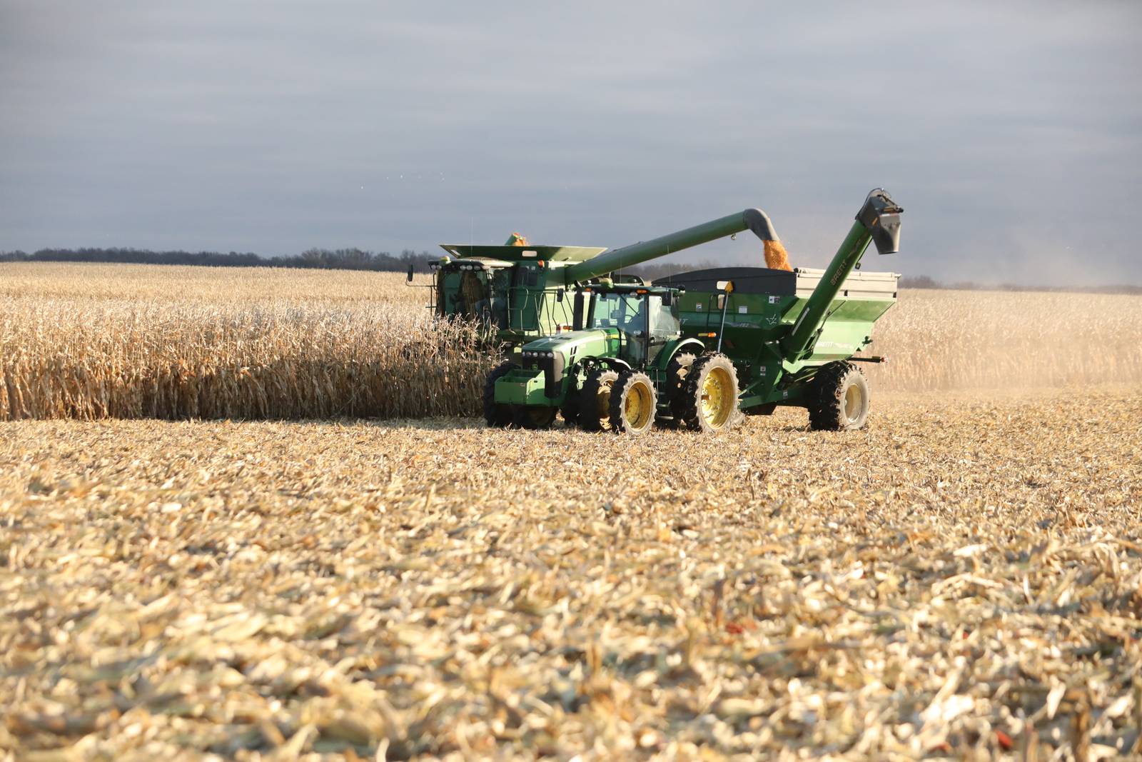 Manage corn rootworm in 2023 – AgriNews