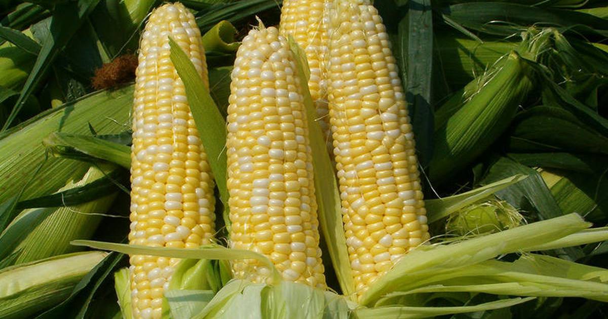 Calendar: Grow a successful sweet corn patch – AgriNews