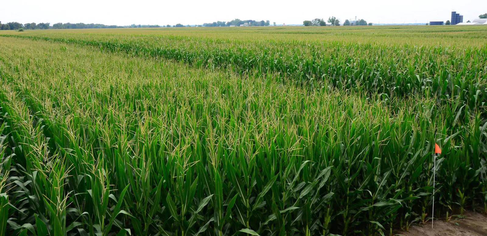 Bayer wants to make short corn ‘PAY’ – AgriNews