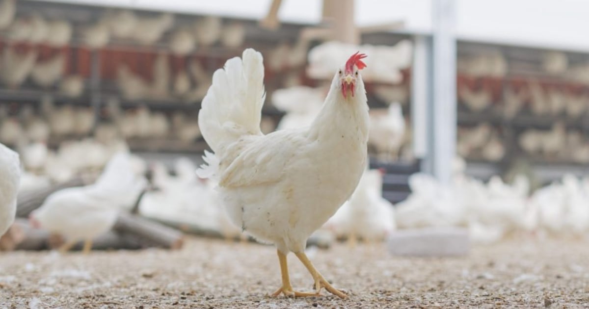 Egg farm eliminates chick culling – AgriNews