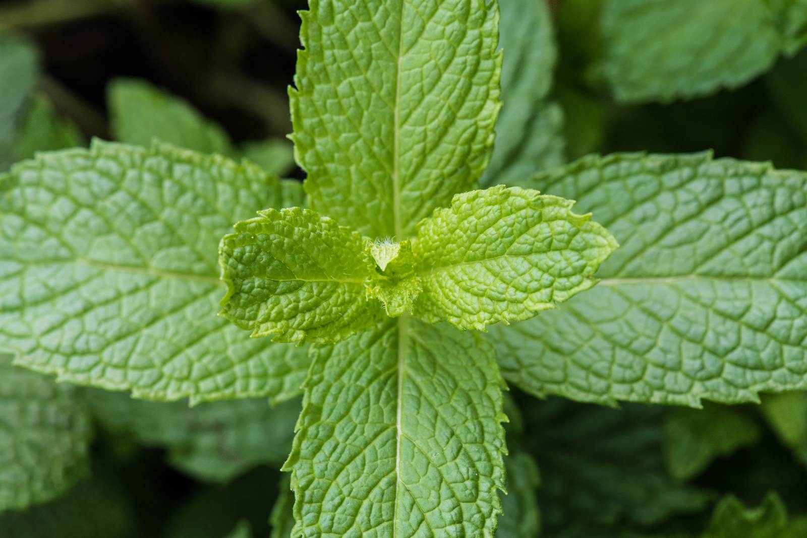 Indiana mint industry continues to thrive – AgriNews