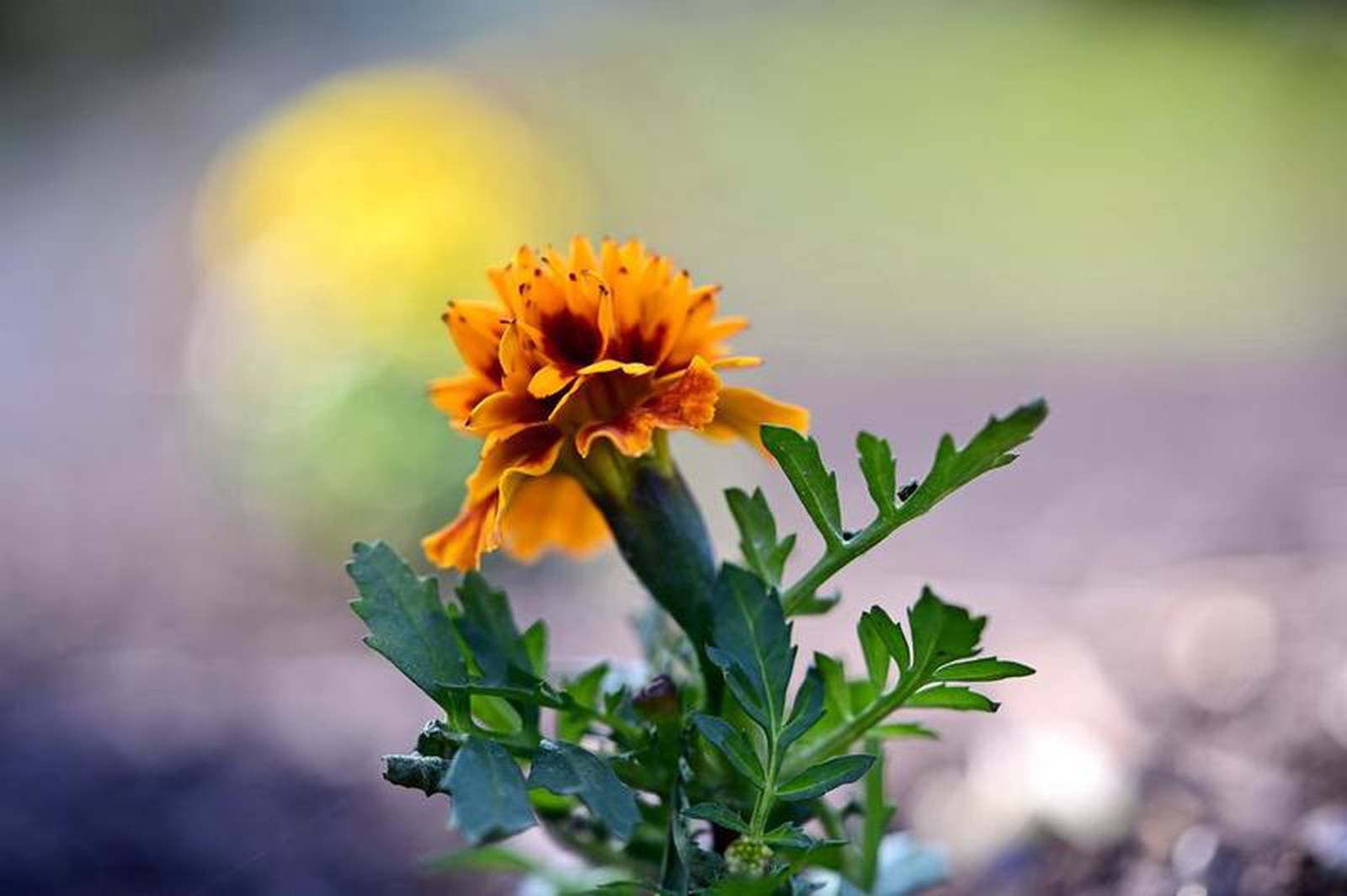 Extension Notebook: Fortify the spring vegetable garden with marigolds ...