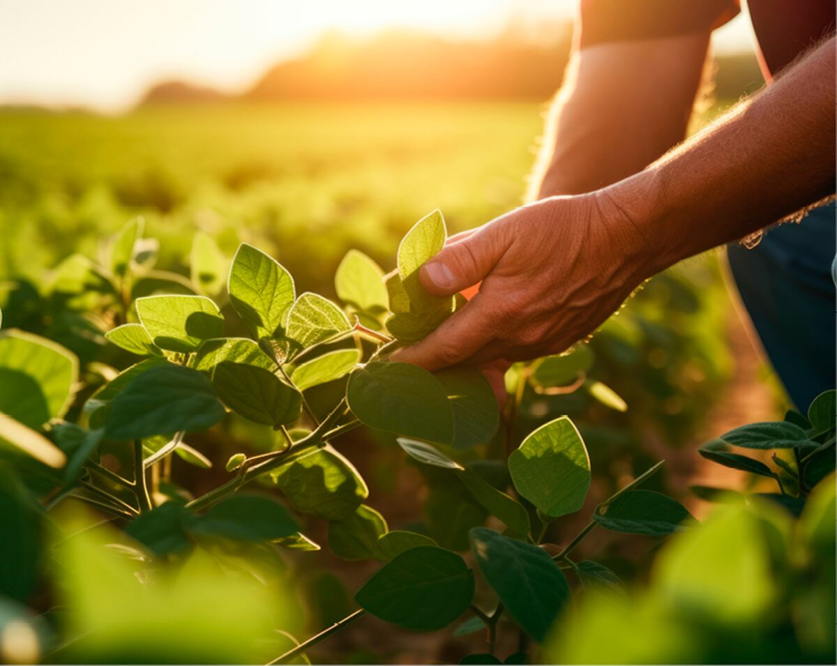 BASF announces EPA approval of Zorina fungicide – AgriNews