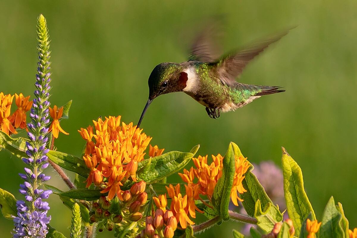 Calendar: Attract hummingbirds to your pollinator garden – AgriNews